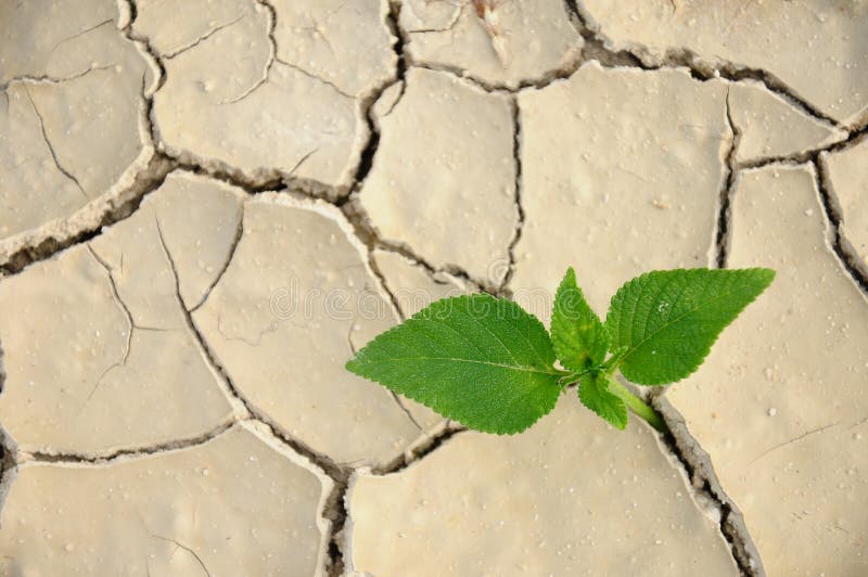 Plant with dry background stock photo. Image of dehydrated - 25609222