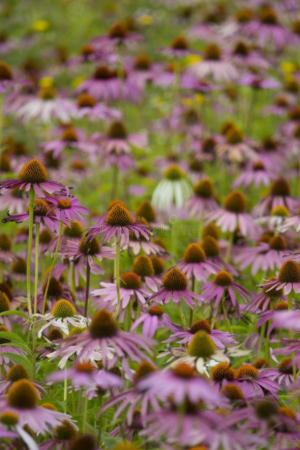 Plant Echinacea purpurea stock image. Image of spring - 97763949