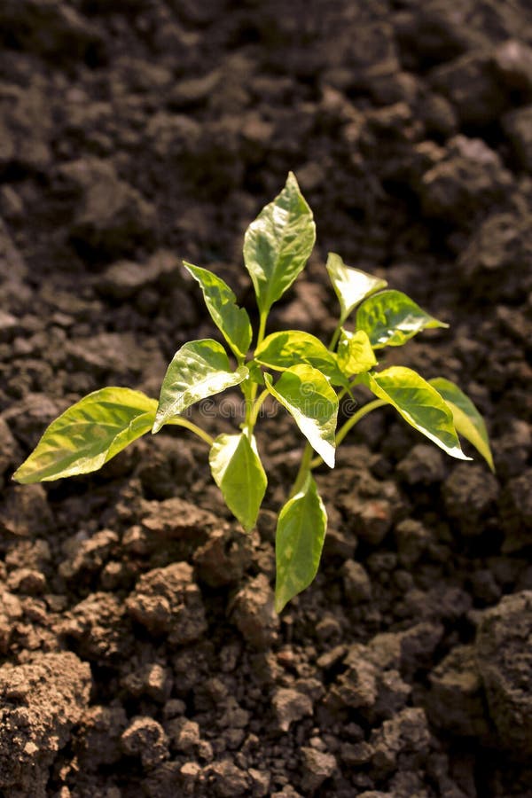 Plant ecology concept stock photo. Image of concept, leaves - 20573004
