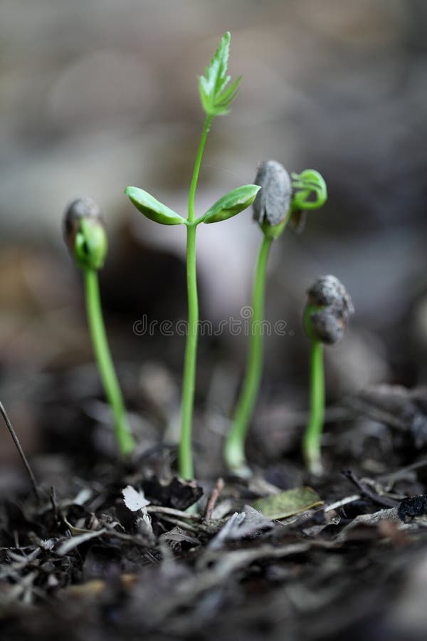 Plant evolution -New life stock image. Image of agriculture - 21519345