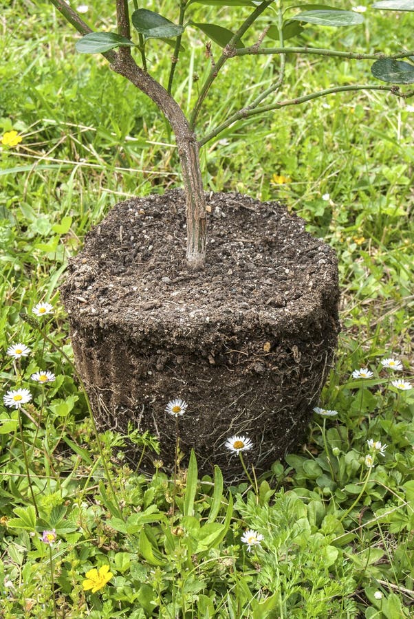 Plant with Exposed Roots and Soil Stock Image - Image of closeup ...