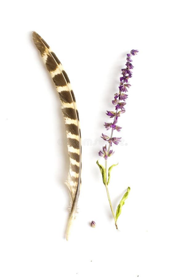 Plant and Feather Top View Isolated on White Stock Photo - Image of ...