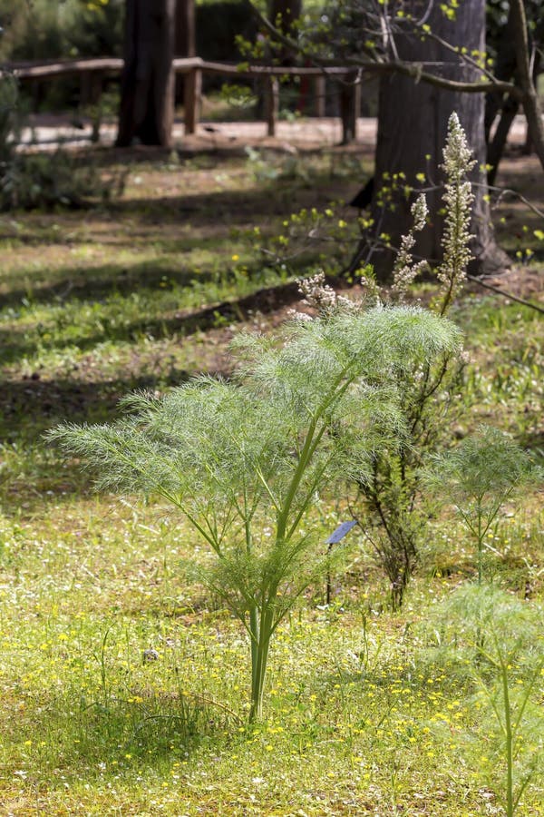 The Plant Ferula Communis Grows Close-up Stock Image - Image of growing ...