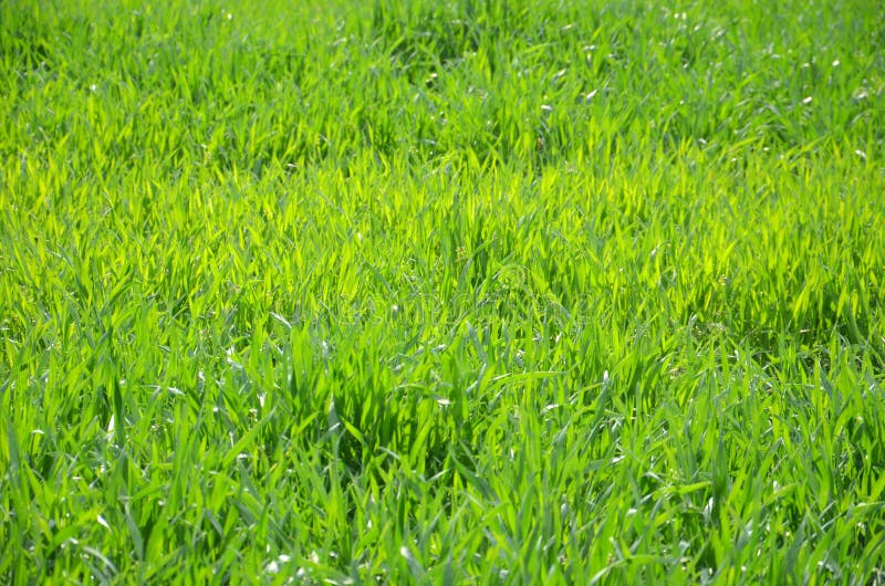 Plant field stock image. Image of field, outdoor, environment - 40041191