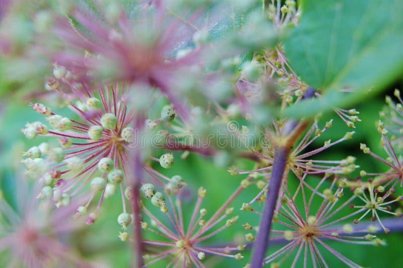 Plant fireworks stock image. Image of plant, fireworks - 78306701