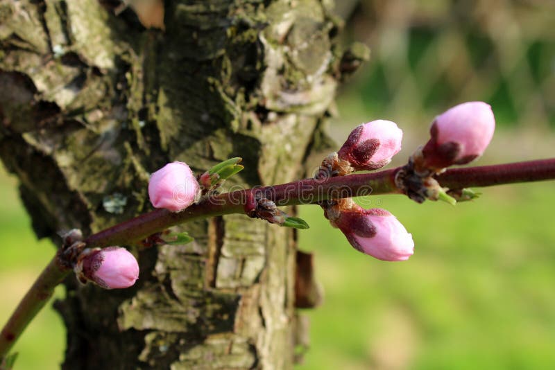 Plant, Flora, Branch, Bud stock photo. Image of twig - 115287740