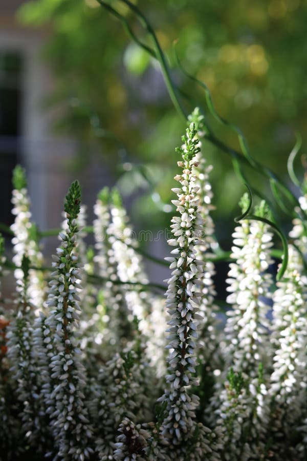 Plant, Flora, Flower, Spring Picture. Image: 112201295