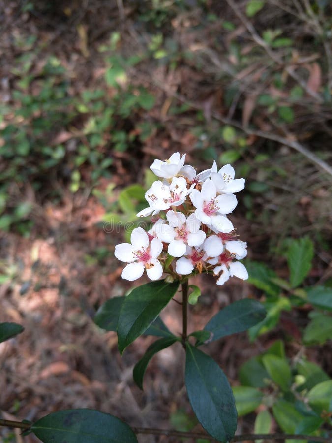 Plant, Flora, Flower, Spring Picture. Image: 124419070