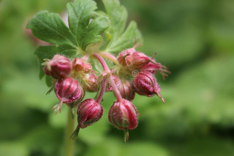 Plant, Flora, Flower, Subshrub Picture. Image: 113241812