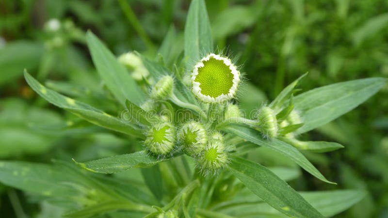 Plant, Flora, Flower, Subshrub Stock Image - Image of plant, subshrub ...