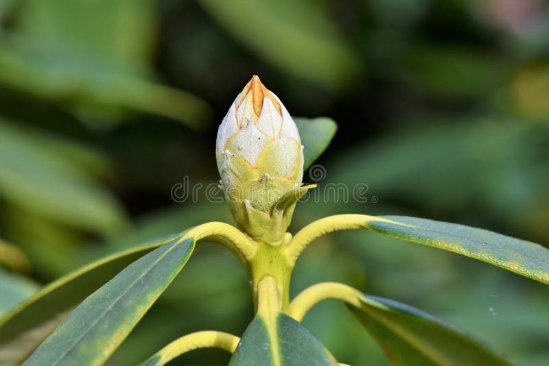 Plant, Flora, Leaf, Bud Picture. Image: 114791298