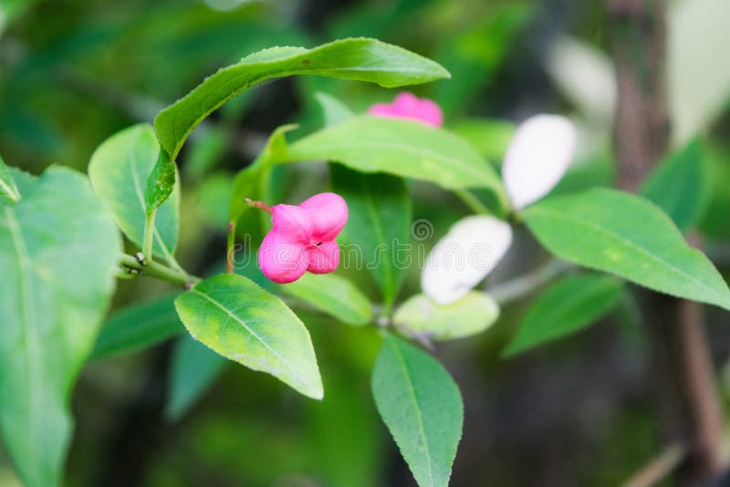 Plant, Flora, Leaf, Flower Picture. Image: 118154980