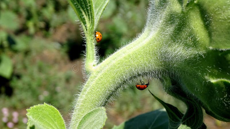 Plant, Flora, Leaf, Plant Stem Stock Image - Image of leaf, flora ...