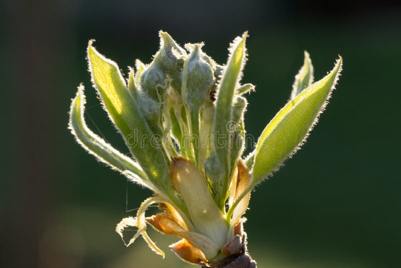 Plant, Flora, Plant Stem, Bud Picture. Image: 114866874