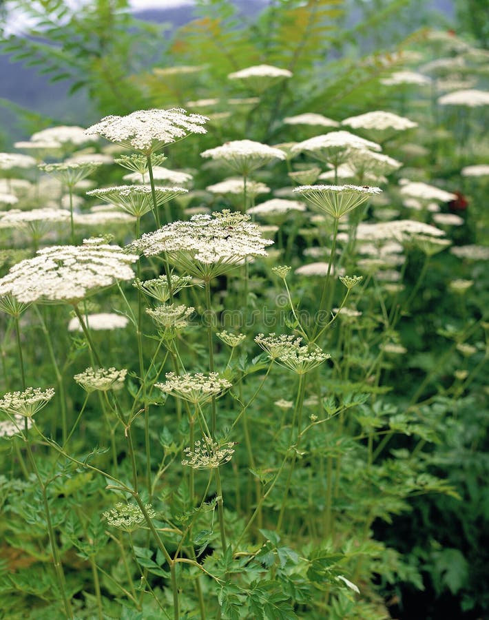 Pignut Plant (Comopodium Majus) Stock Photo - Image of plant, blue ...