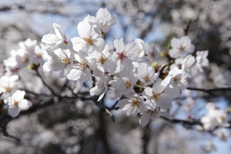 Plant stock image. Image of prunus, symbol, landscape - 81541147
