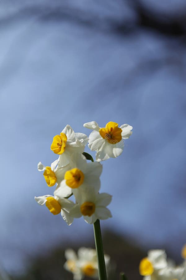Plant stock image. Image of nature, formal, multi, daffodil - 81542053