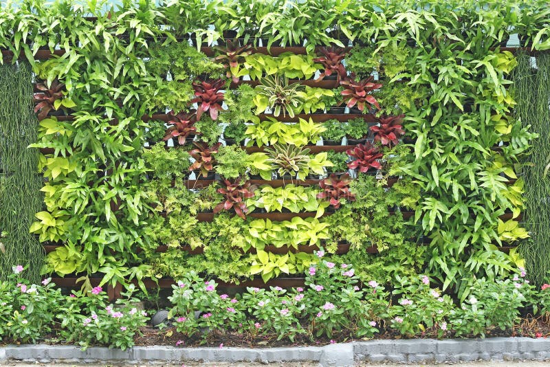 Plant and Flower As Backdrop in the Park Stock Photo - Image of path ...