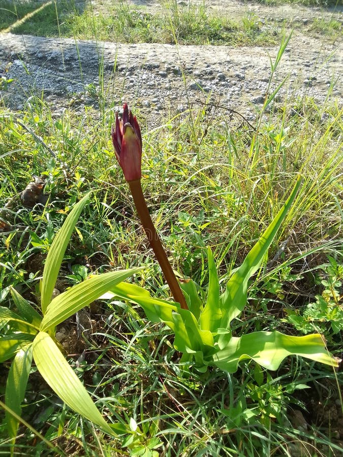 Plant Flower Blossom Grasse Earth Palm Tree Stock Photo - Image of palm ...
