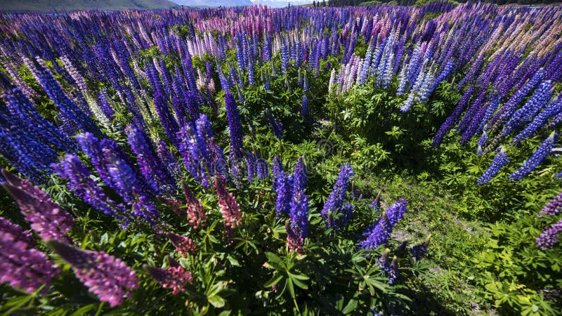 Plant, Flower, Ecosystem, Flora Stock Image - Image of nepeta, hyssopus ...
