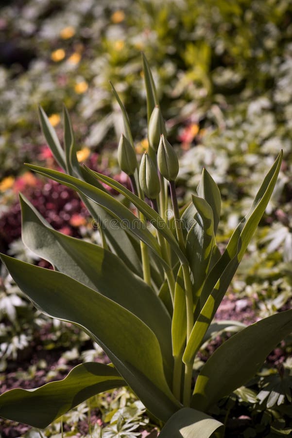 Plant, Flower, Flora, Leaf Picture. Image: 100624340