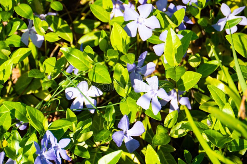 Plant, Flower, Flora, Leaf Picture. Image: 116331777