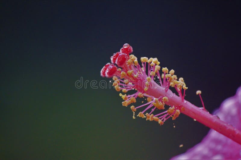 Plant, Flower, Flora, Macro Photography Picture. Image: 132861287