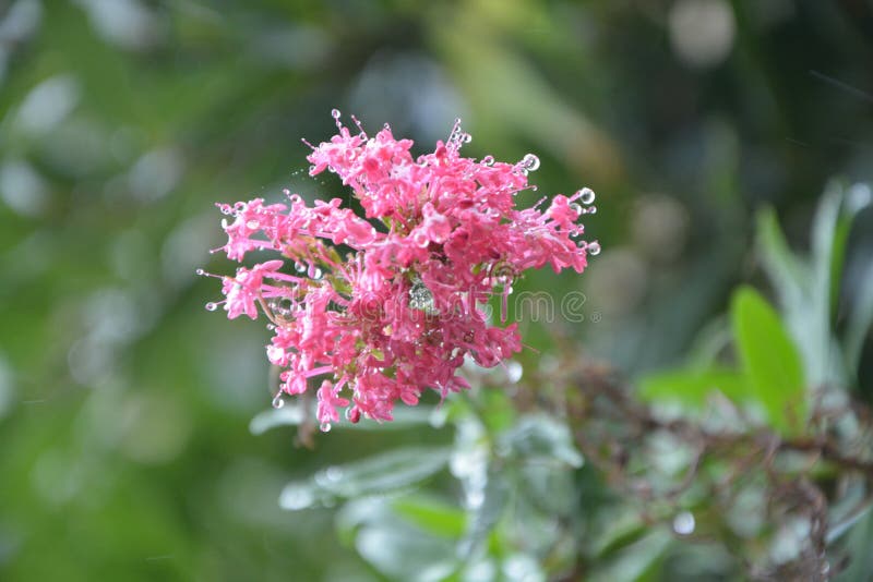 Plant, Flower, Flora, Spring Stock Image - Image of flower, flora ...