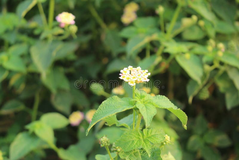 Plant, Flower, Flora, Subshrub Picture. Image: 116413085