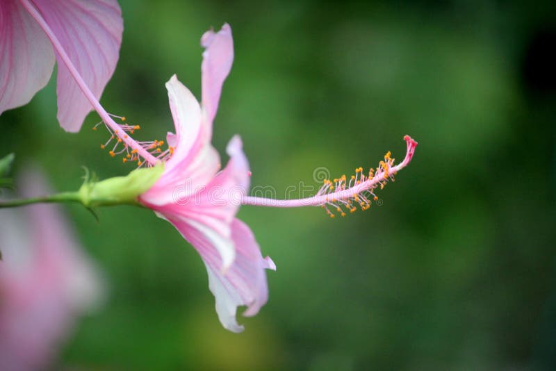 Plant Flower Flowering Plant Vulnerability Freshness Fragility Stock ...