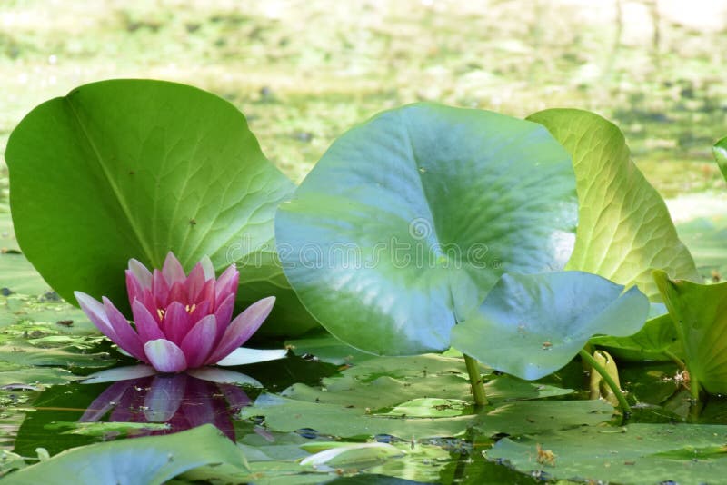 Plant, Flower, Green, Leaf Picture. Image: 134930737