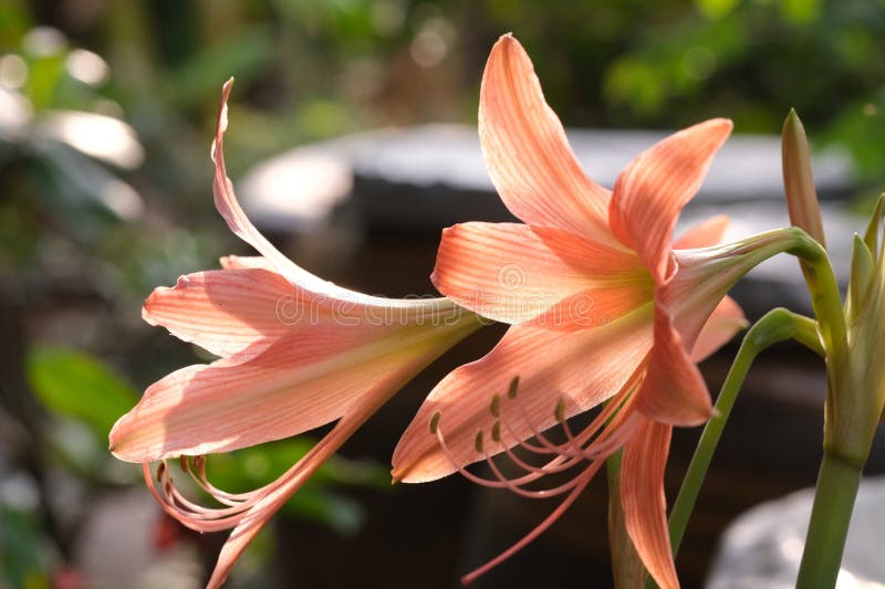 Plant Flower Lilly Bokeh Natural Beauty Stock Photo - Image of bokeh ...