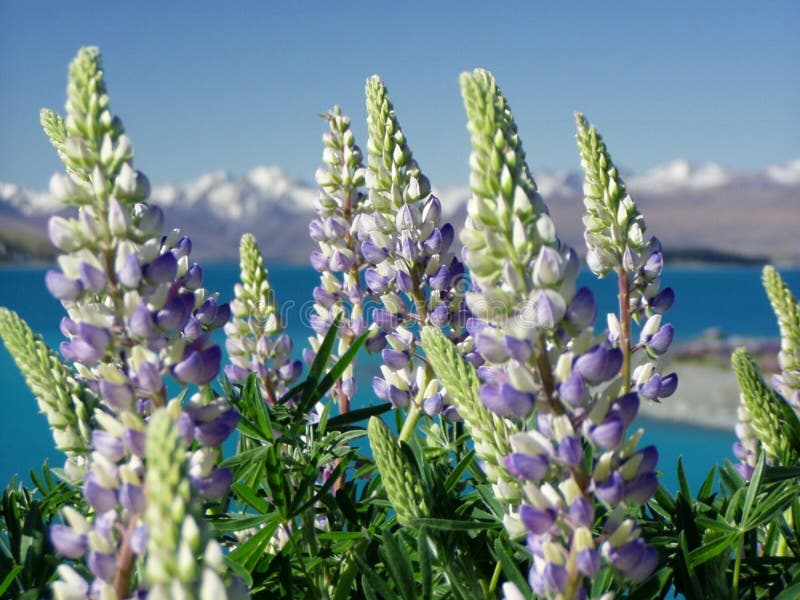 Plant, Flower, Lupinus Mutabilis, Lupin Picture. Image: 97340705