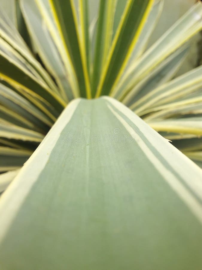 Plant Flower Original Garden Picture Stock Photo - Image of plant ...