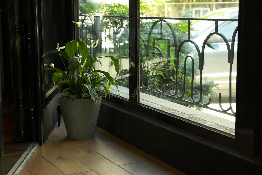 Plant in a Flower Pot in the Restaurant Stock Image - Image of plant ...