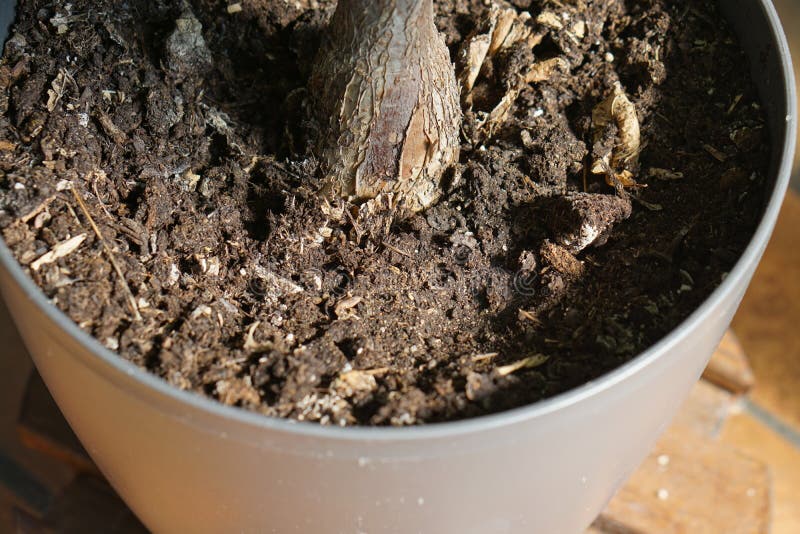 Plant Flower Pot with Soil Outdoor Stock Image - Image of outdoor ...