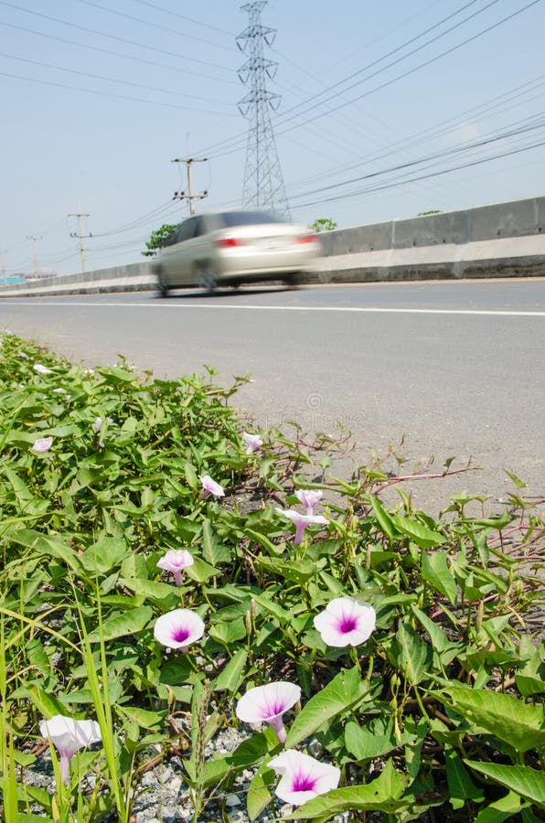 Plant and Flower on Road Side Stock Photo - Image of pavement, paved ...