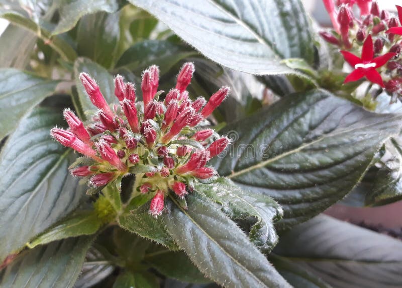 Plant, Flower, Subshrub stock photo. Image of plant - 133463630