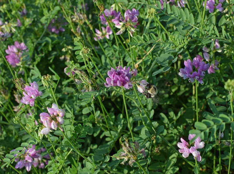 Plant, Flower, Subshrub, Grass Picture. Image: 100637747