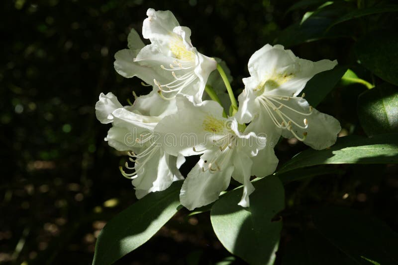 Plant, Flower, White, Flora Stock Image - Image of flower, petal: 116175905