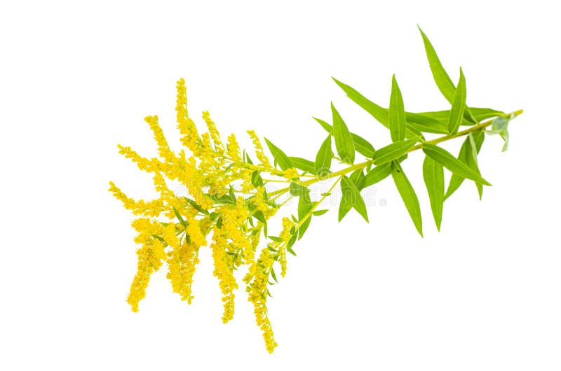 Plant Flowering Yellow Solidago, Weed. Studio Photo Stock Image - Image ...