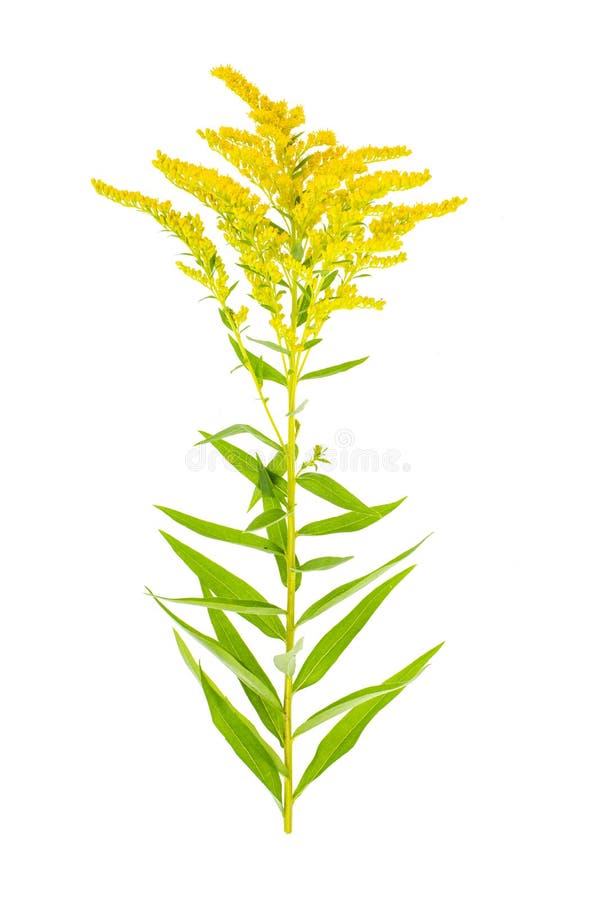 Plant Flowering Yellow Solidago, Weed. Studio Photo Stock Image - Image ...