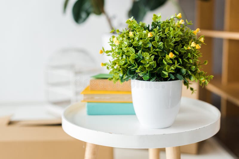 Plant in Flowerpot and Books on Table at Home Stock Photo - Image of ...