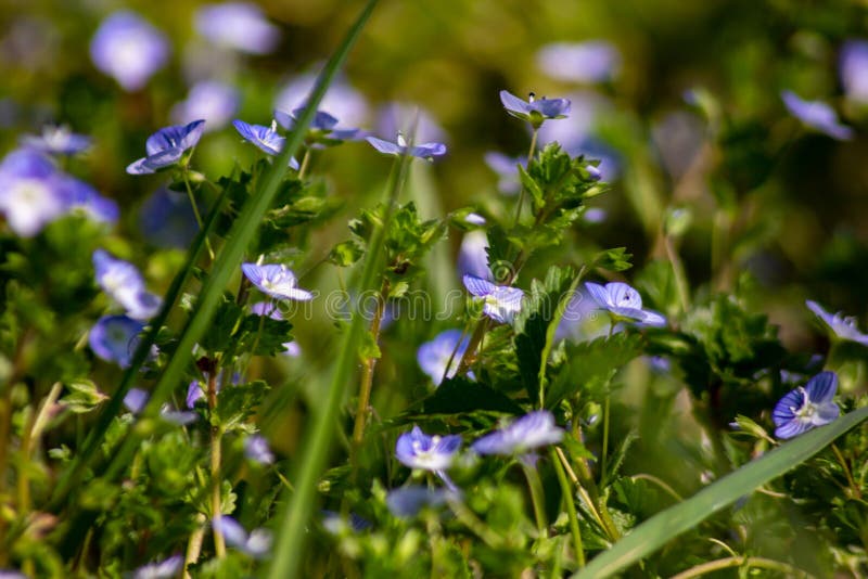 Plant Flowers that Grows Spontaneously in the Meadows with the Arrival ...