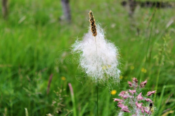 Plant with fluff stock photo. Image of cottonwood, plant - 93738616
