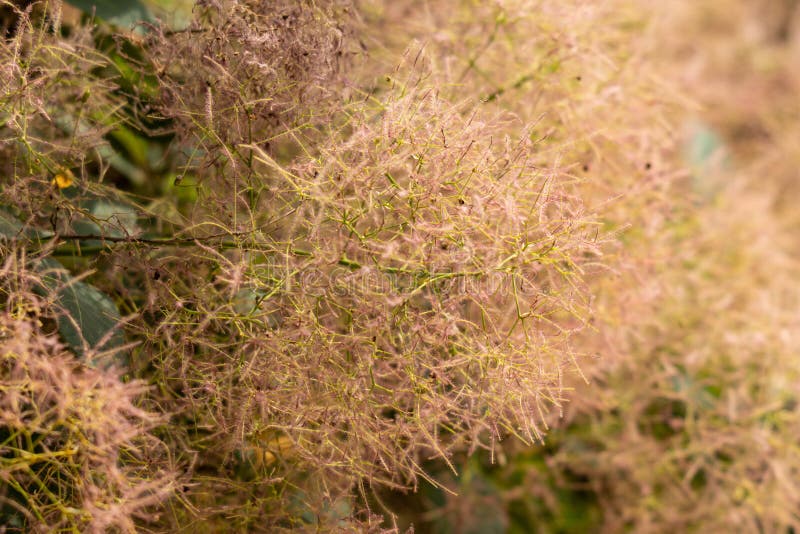 Plant with Fluffy Leaves As Background Stock Image - Image of green ...