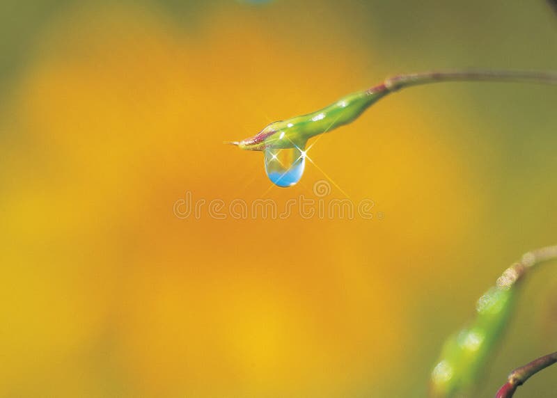 Plant stock photo. Image of ruff, branch, closeup, sand - 81531556