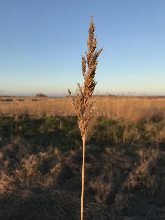 Plant stock photo. Image of plant, field, good, focus - 89542722