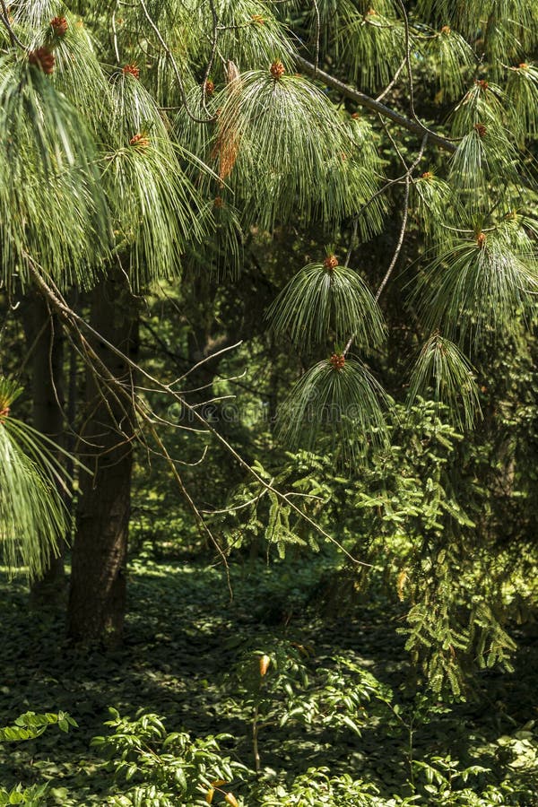 A Plant in a Forest. a Pine Tree with Long Needles Grows in the Park ...