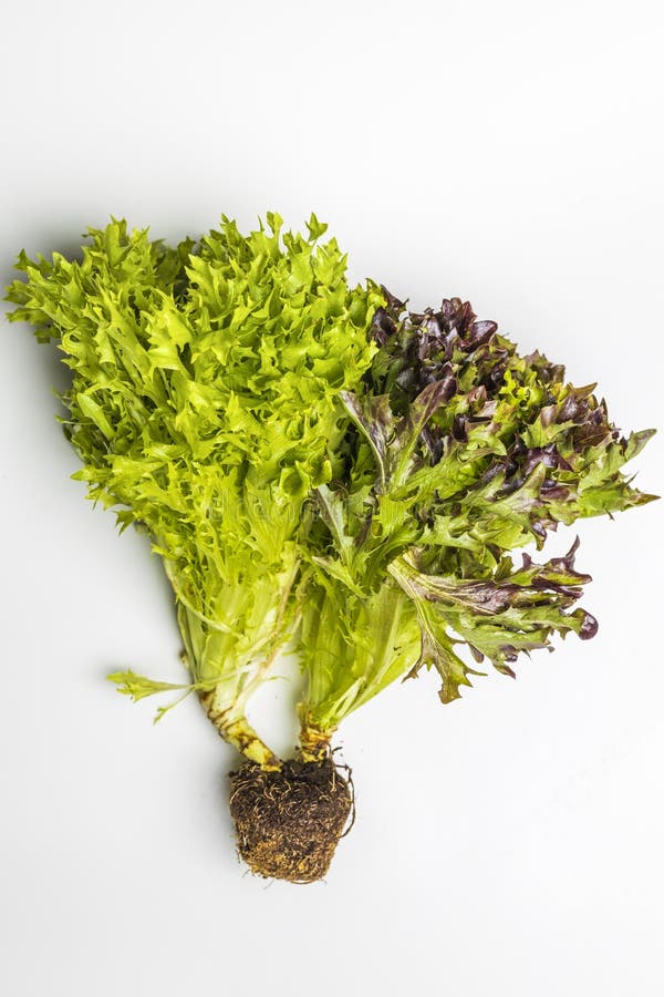 Plant fresh green lettuce stock image. Image of root - 184487703